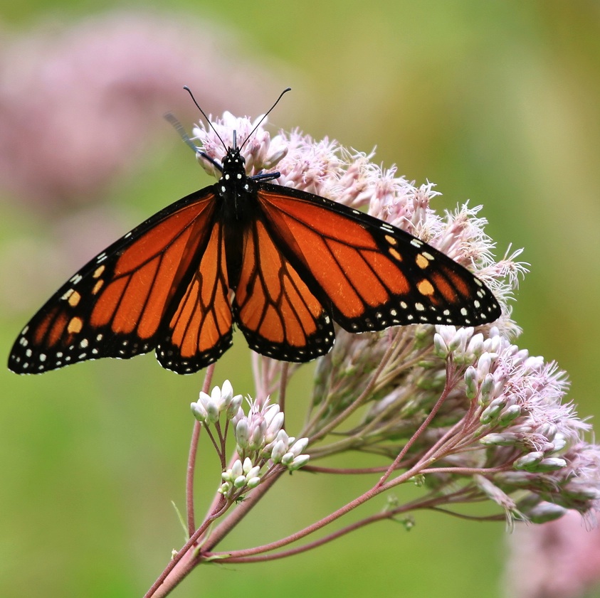 Monarchs | Environmental Nature Center